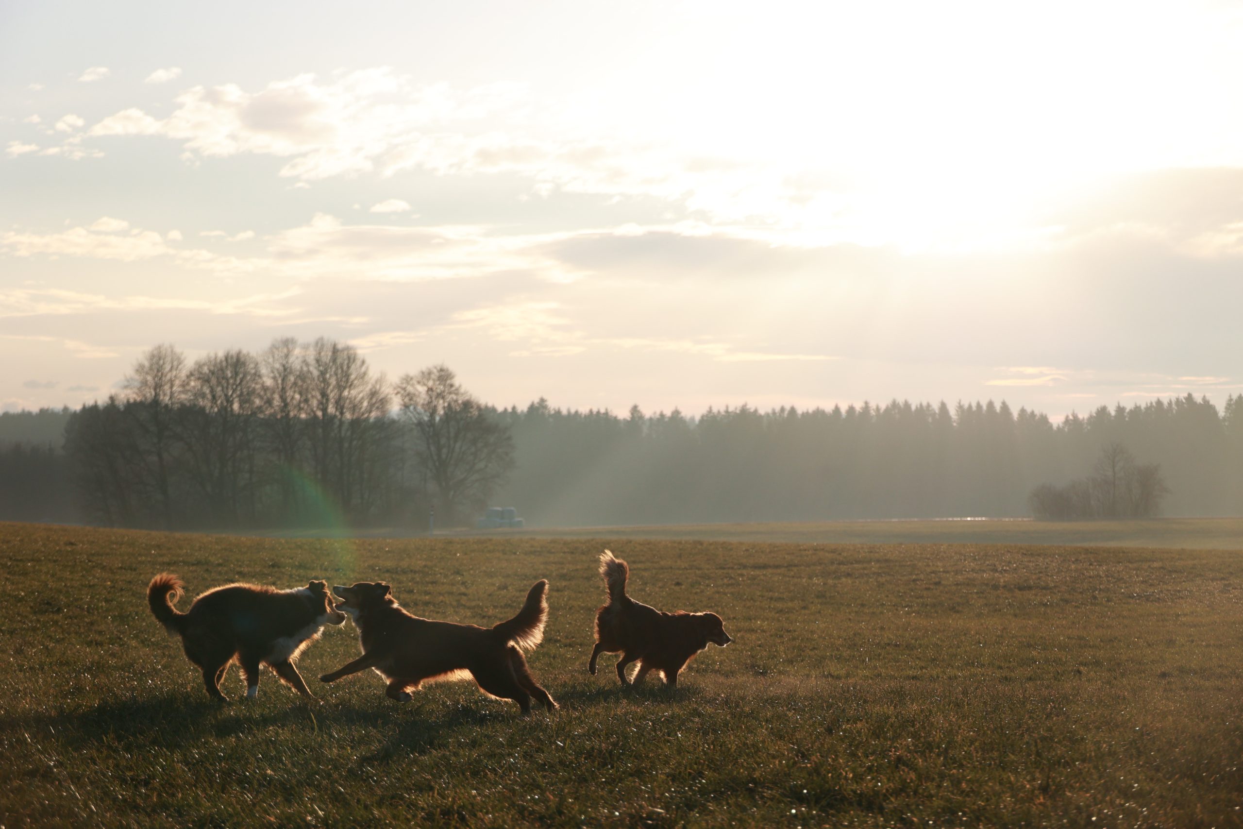 Review: Will our pets go to heaven? - America Magazine