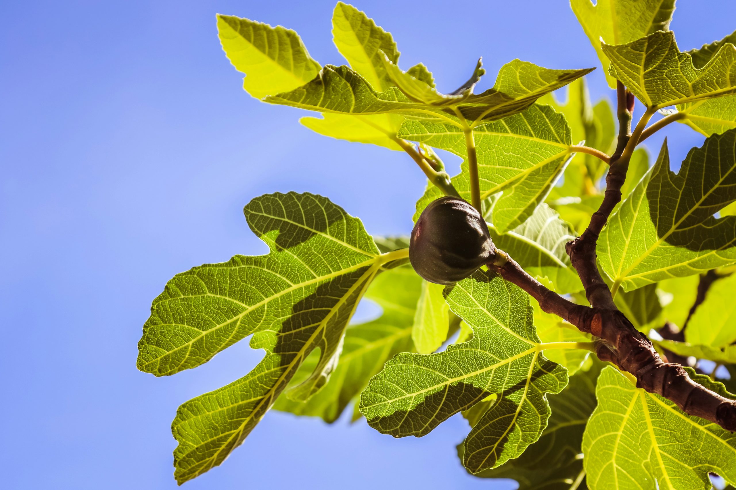 Bearing fruit through faithful witness - America Magazine